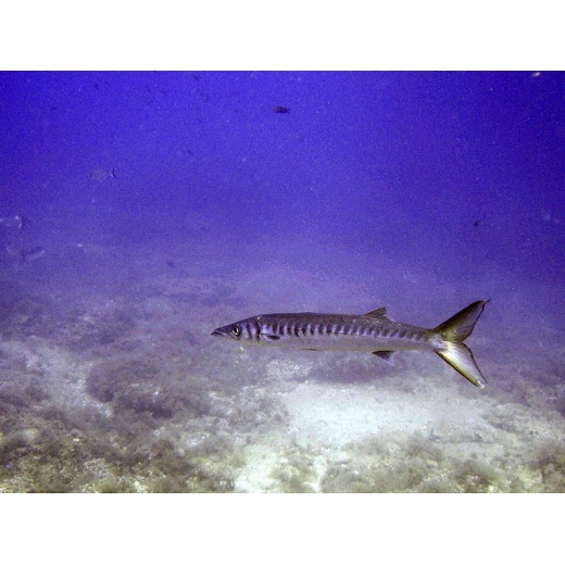 Sphyraena Sphyraena 【ESPETóN】 | Ficha Técnica Completa