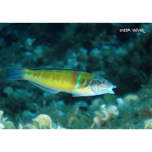 Thalassoma Pavo 【PEZ VERDE】 | Ficha Técnica Completa