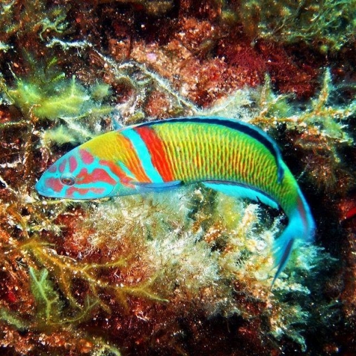 Thalassoma Pavo 【PEZ VERDE】 | Ficha Técnica Completa