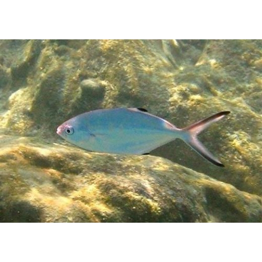 Trachinotus Ovatus 【PALOMETA】 | Ficha Técnica Completa