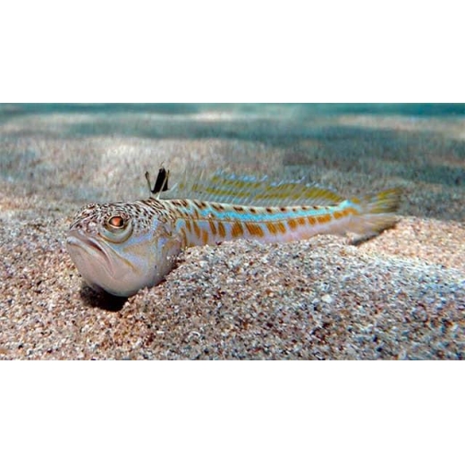 Trachinus Drago. 【ARAñA】 | Fiche Technique Complète