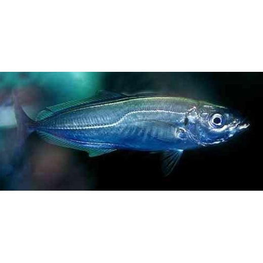 Trachurus Trachurus 【 JUREL】 | Ficha Técnica Completa