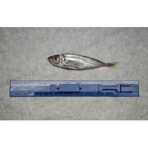 Trachurus Trachurus 【 JUREL】 | Ficha Técnica Completa