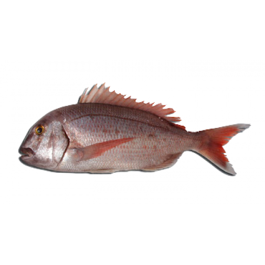 Pagrus Pagrus 【PARGO】 | Ficha Técnica Completa