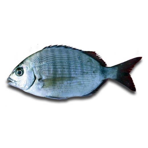 Pez Diplodus Sargus Sargus 【SARGO】 | Ficha Técnica Completa