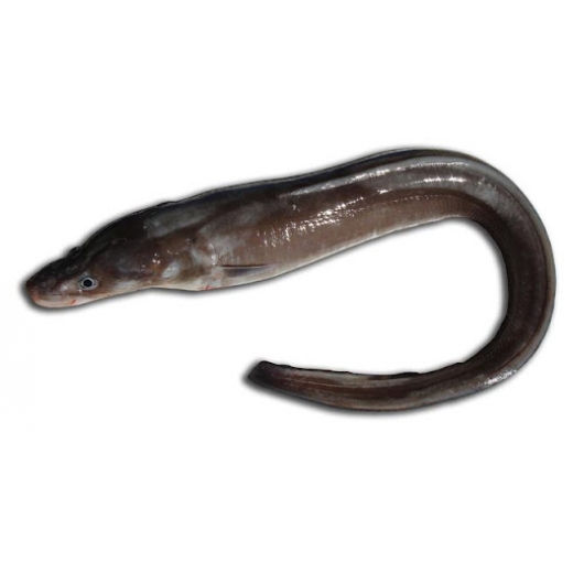 【CONGER CONGER】 | Ficha Técnica Completa