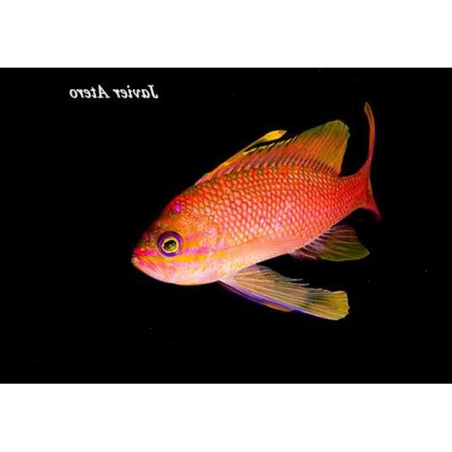 Anthias Anthias 【TRES COLAS】 | Ficha Técnica Completa