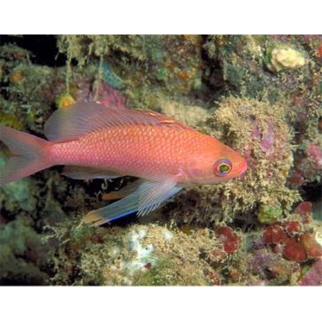 Anthias Anthias 【TRES COLAS】 | Ficha Técnica Completa