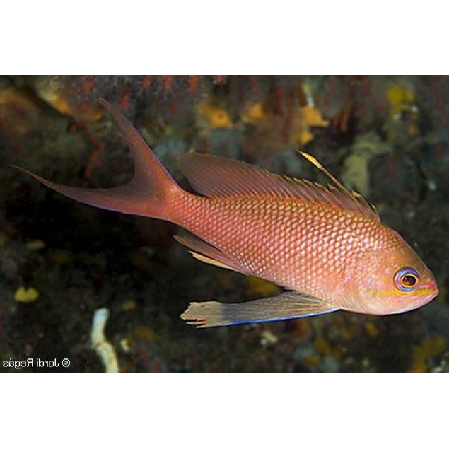 Anthias Anthias 【TRES COLAS】 | Ficha Técnica Completa