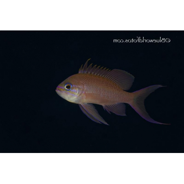 Anthias Anthias 【TRES COLAS】 | Ficha Técnica Completa