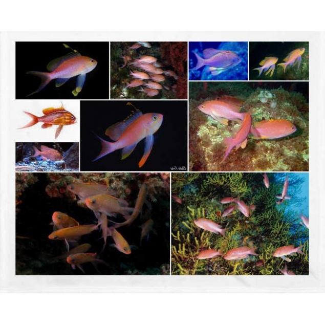 Anthias Anthias 【TRES COLAS】 | Ficha Técnica Completa