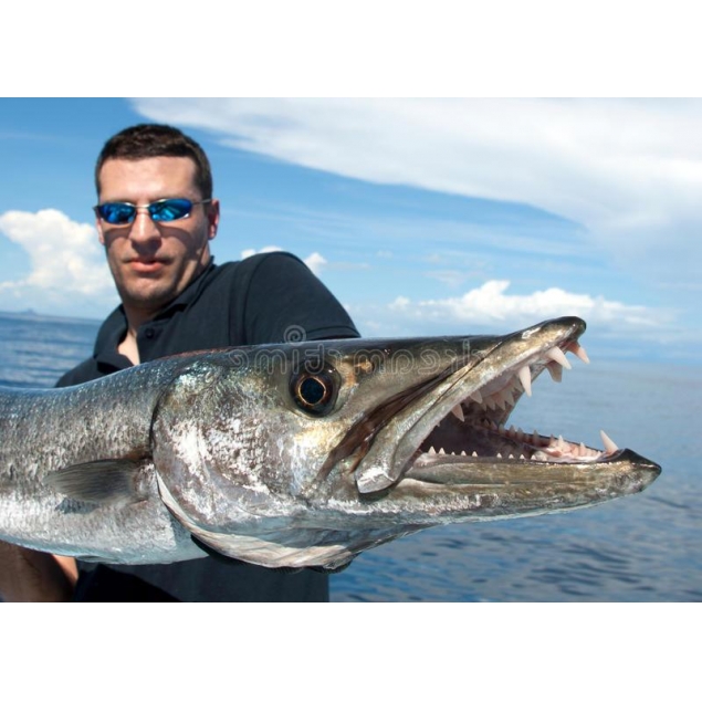 Barracuda Gigante 【SPHYRAENA BARRACUDA】 | Ficha Técnica Completa
