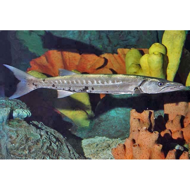 Barracuda Gigante 【SPHYRAENA BARRACUDA】 | Ficha Técnica Completa