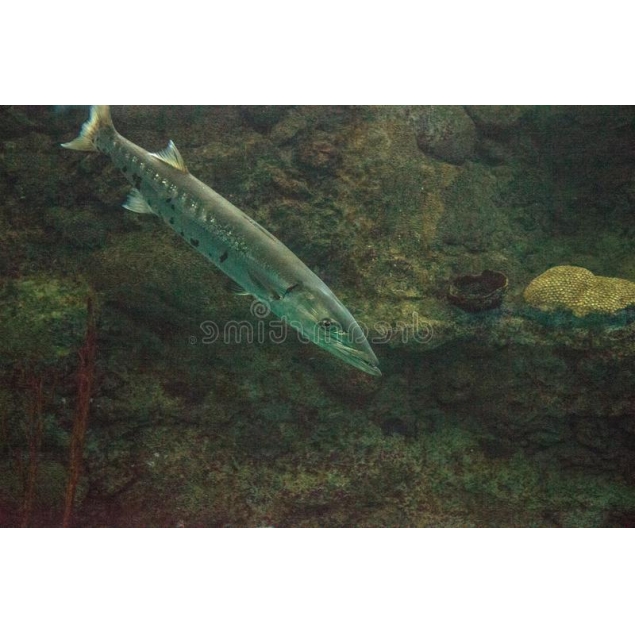 Barracuda Gigante 【SPHYRAENA BARRACUDA】 | Ficha Técnica Completa