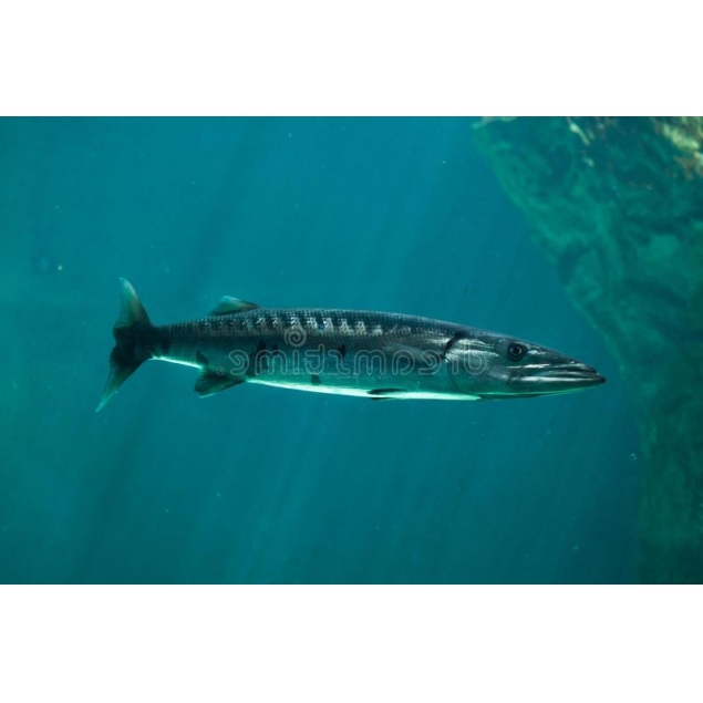 Barracuda Gigante 【SPHYRAENA BARRACUDA】 | Ficha Técnica Completa