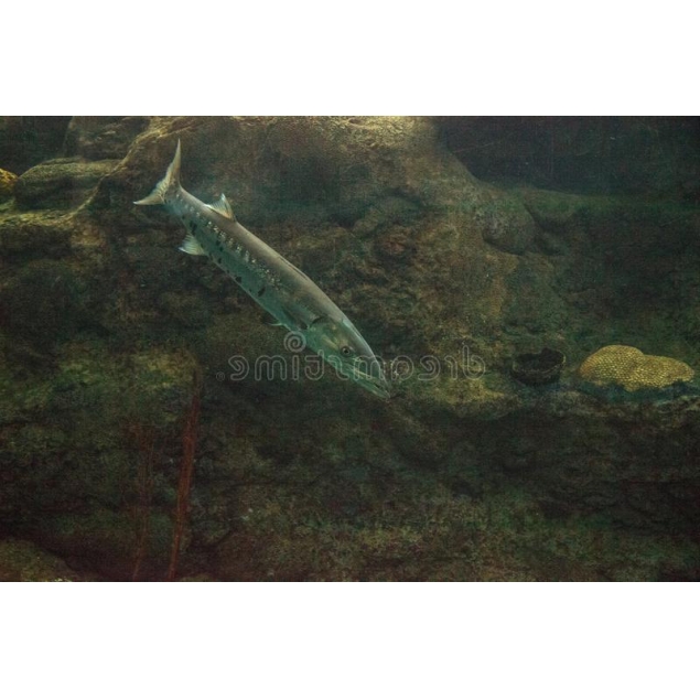 Barracuda Gigante 【SPHYRAENA BARRACUDA】 | Ficha Técnica Completa