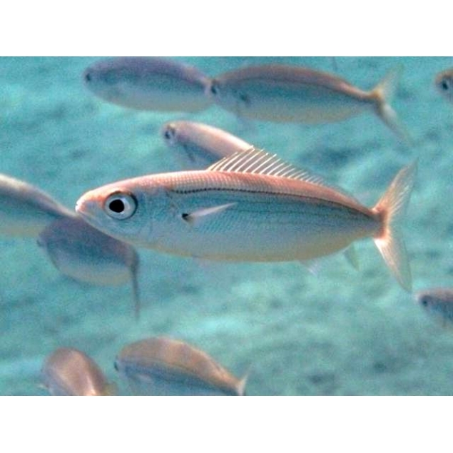 Boops Boops. 【BOGA】 | Fiche Technique Complète