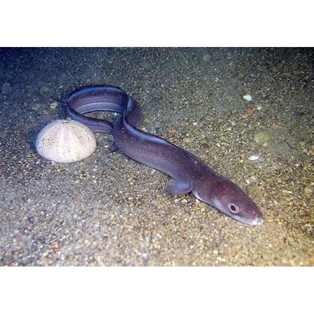 【CONGER CONGER】 | Ficha Técnica Completa