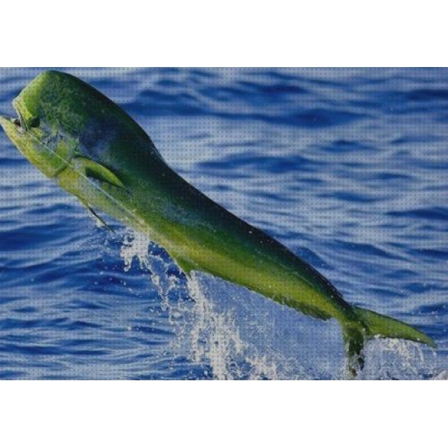 Coryphaena Hippurus 【LLAMPUGA】 | Ficha Técnica Completa