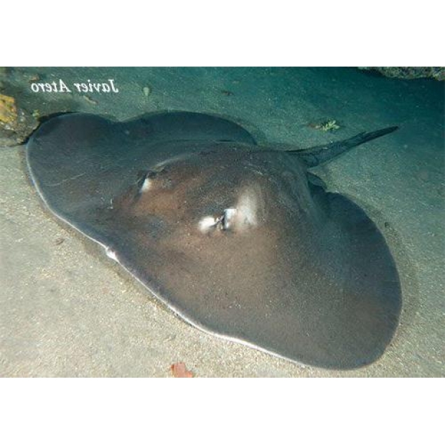 Dasyatis Pastinaca 【 PASTINACA COMúN】 | Ficha Técnica Completa
