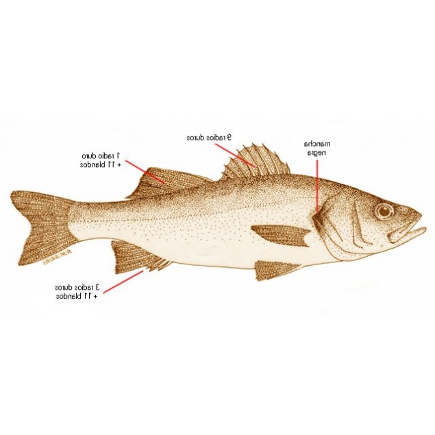 Dicentrarchus Labrax 【RóBALO】 | Ficha Técnica Completa