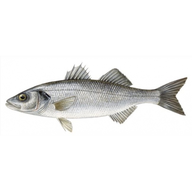 Dicentrarchus Labrax 【RóBALO】 | Ficha Técnica Completa