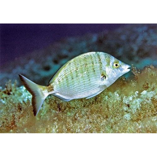 Diplodus Puntazzo 【SARGO PICUDO】 | Ficha Técnica Completa