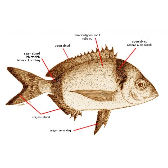 Diplodus Vulgaris 【 MOJARRA】 | Ficha Técnica Completa