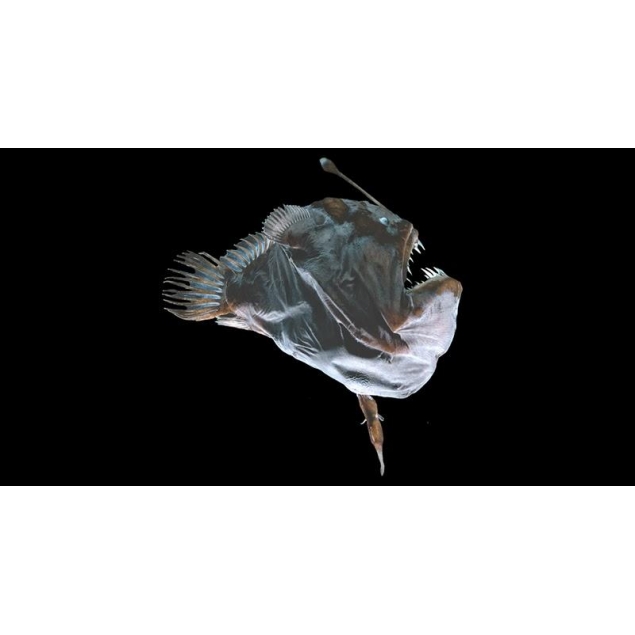 Melanocetus johnsonii - O diabo negro | Peixes. informações