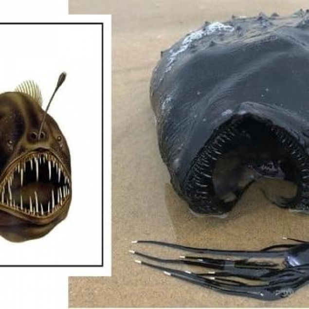 Melanocetus johnsonii - O diabo negro | Peixes. informações