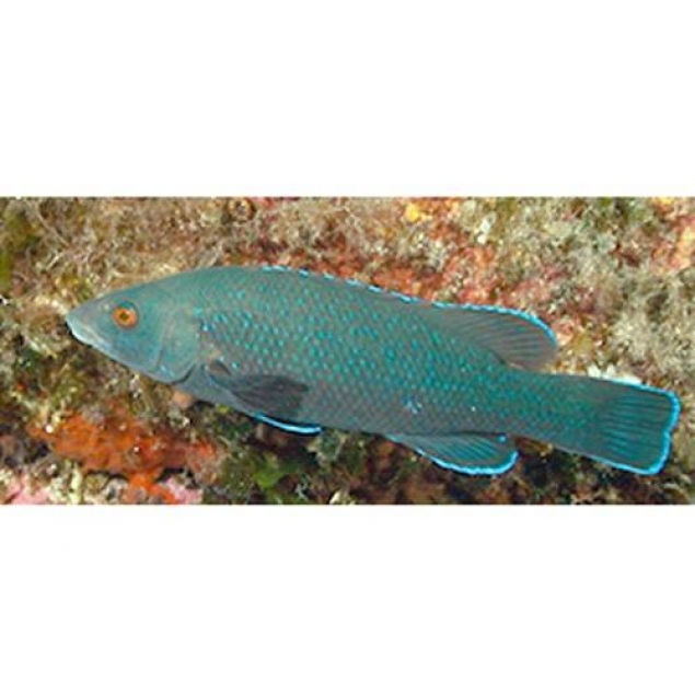 Labrus Merula 【MERLO】 | Ficha Técnica Completa