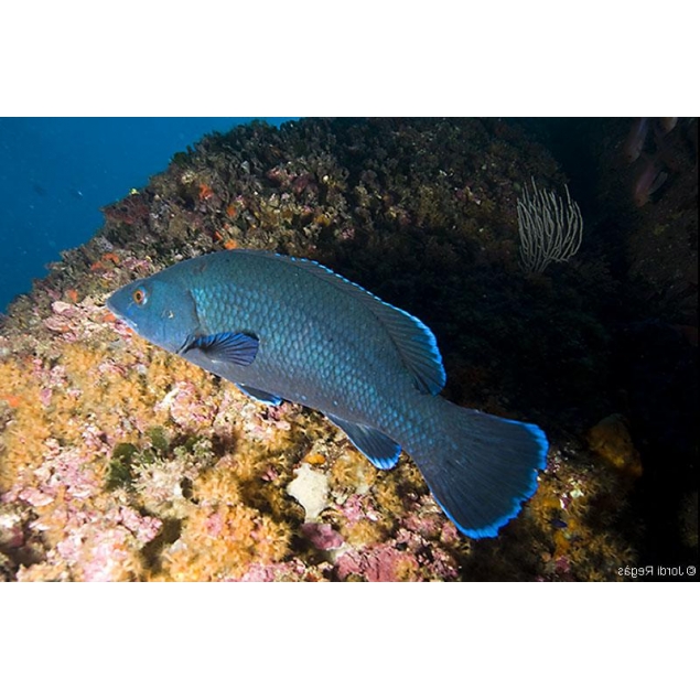 Labrus Merula 【MERLO】 | Ficha Técnica Completa