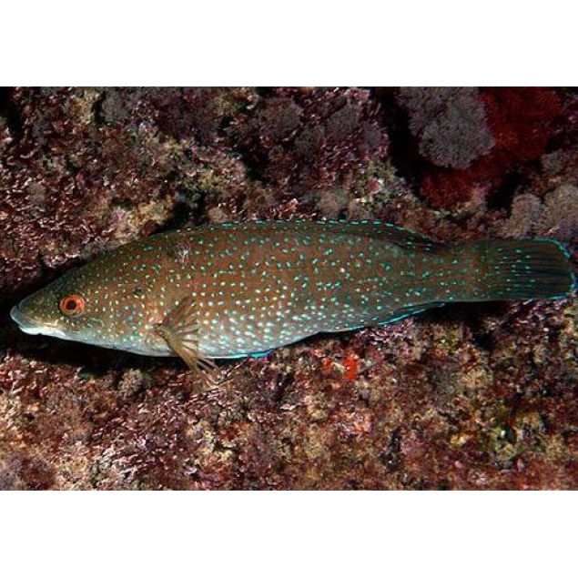 Labrus Viridis 【GRIVA】 | Ficha Técnica Completa