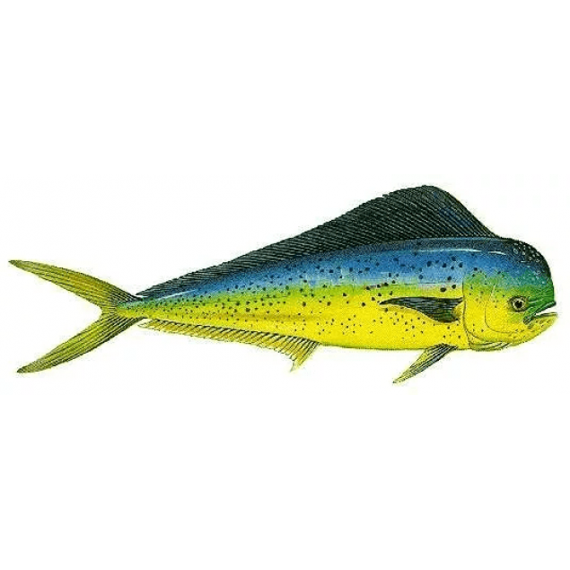 Coryphaena Hippurus 【LLAMPUGA】 | Ficha Técnica Completa