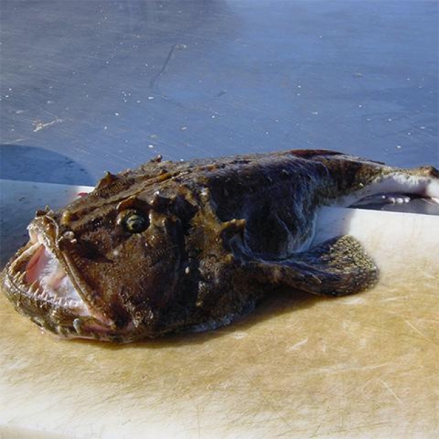 Lophius Piscatorius 【RAPE】 | Ficha Técnica Completa