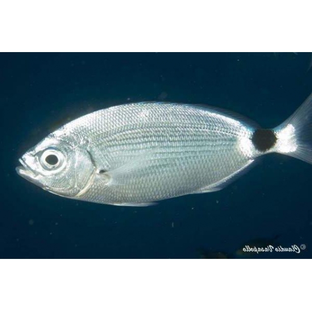 Oblada Melanura 【OBLADA】 | Ficha Técnica Completa