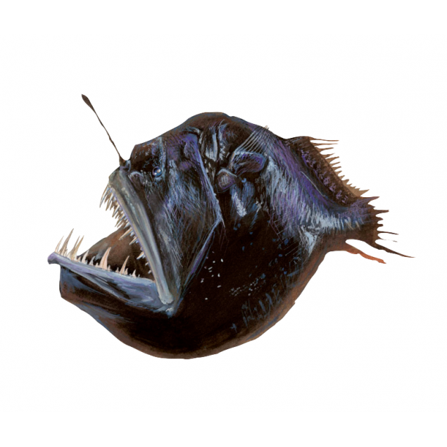 Le Diable Noir. 【MELANOCETUS JOHNSONII】 | Fiche Technique Complète