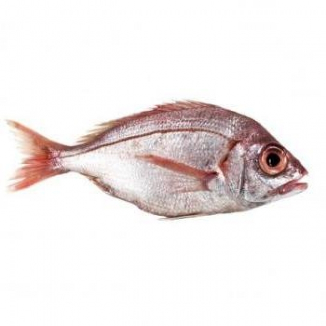 Pagellus Erythrinus 【PAJEL】 | Ficha Técnica Completa