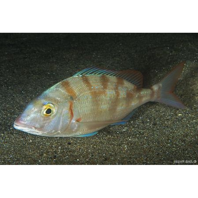 Pagellus Erythrinus 【PAJEL】 | Ficha Técnica Completa