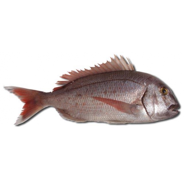 Pagrus Pagrus 【PARGO】 | Ficha Técnica Completa