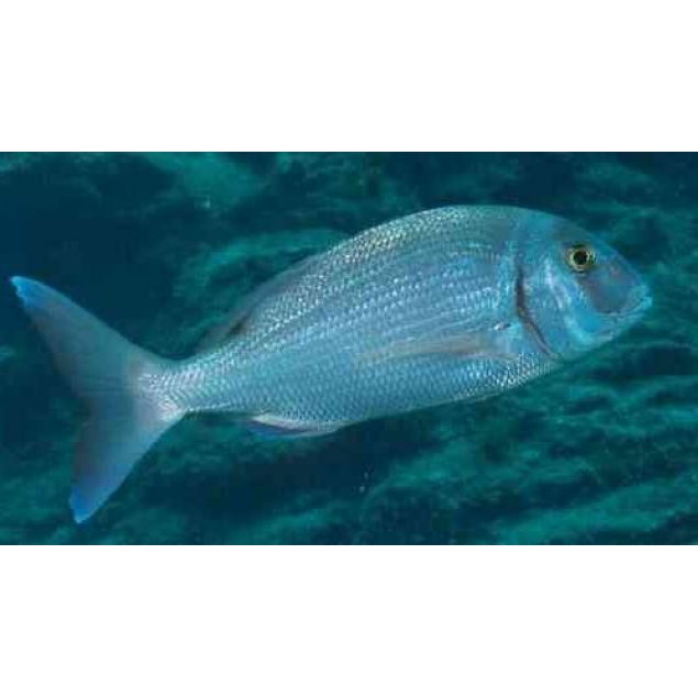 Pagrus Pagrus. 【PARGO】 | Folha Técnica Completa