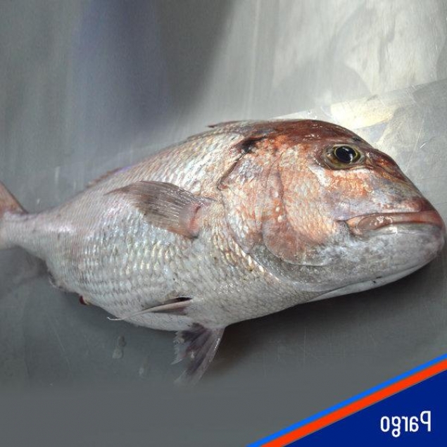 Pagrus Pagrus 【PARGO】 | Ficha Técnica Completa