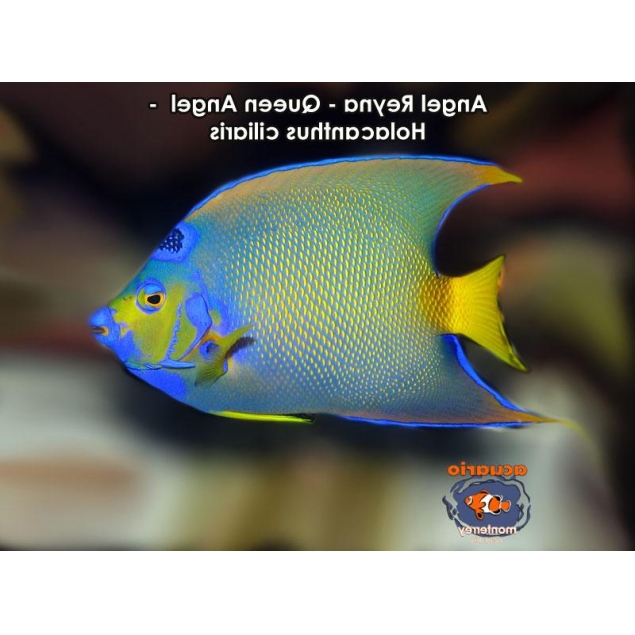 Pesce Angelo Regina. 【HOLACANTHUS CILIARIS】 | Scheda Tecnica Completa