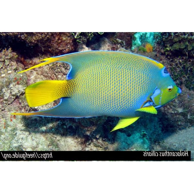 Pesce Angelo Regina. 【HOLACANTHUS CILIARIS】 | Scheda Tecnica Completa