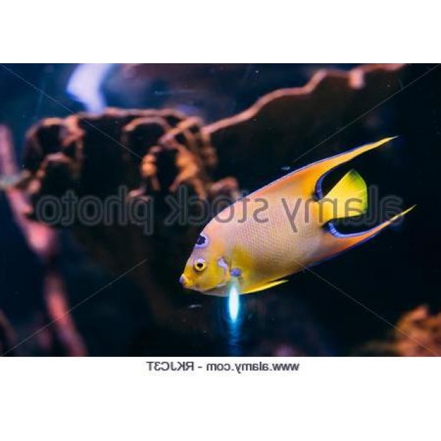 Pesce Angelo Regina. 【HOLACANTHUS CILIARIS】 | Scheda Tecnica Completa