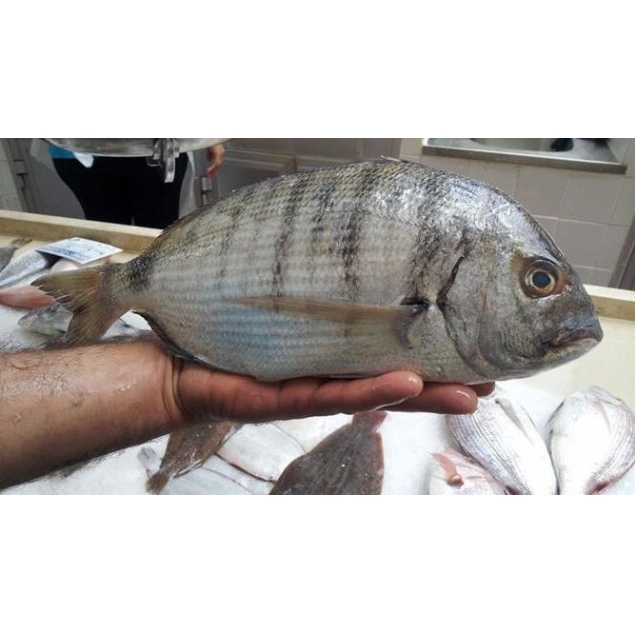 Pez Diplodus Sargus Sargus 【SARGO】 | Ficha Técnica Completa