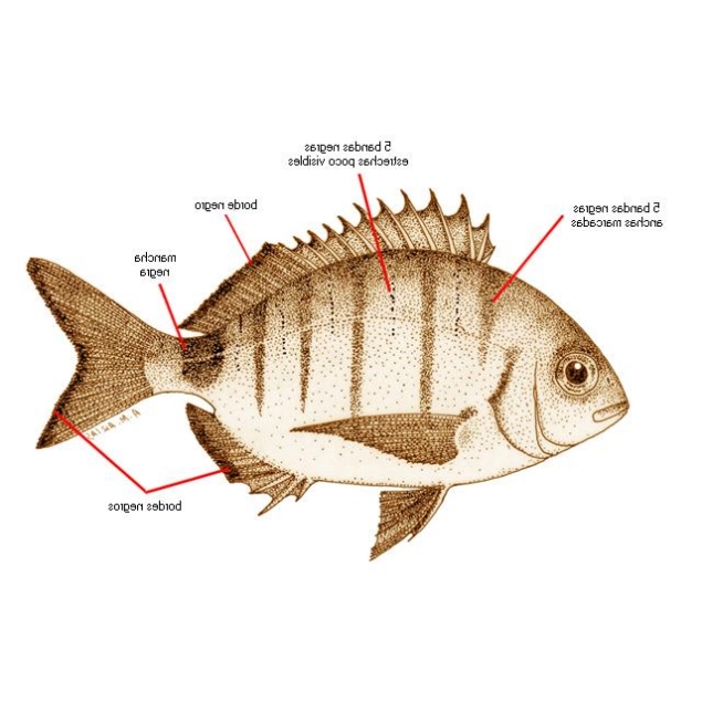 Pez Diplodus Sargus Sargus 【SARGO】 | Ficha Técnica Completa