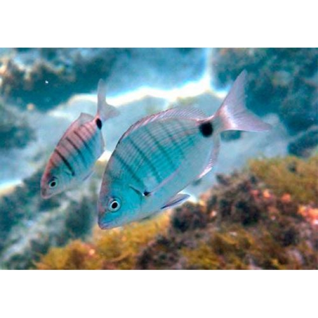 Pez Diplodus Sargus Sargus 【SARGO】 | Ficha Técnica Completa