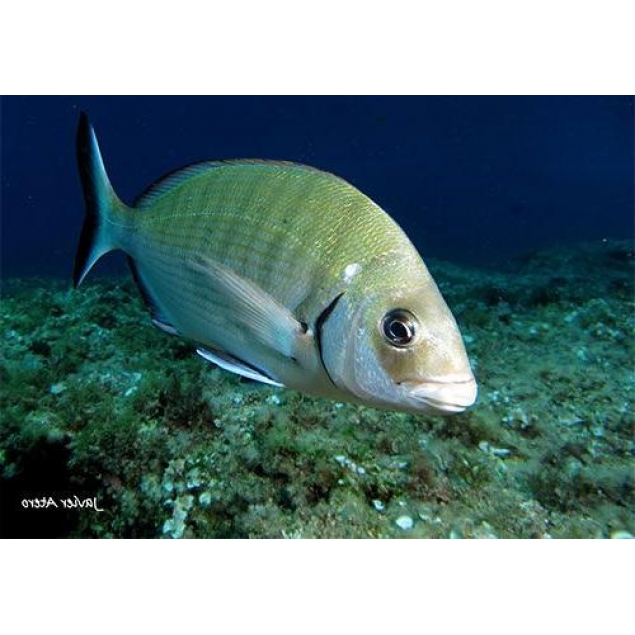 Pez Diplodus Sargus Sargus 【SARGO】 | Ficha Técnica Completa