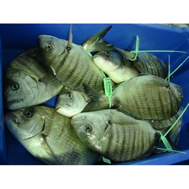 Pez Diplodus Sargus Sargus 【SARGO】 | Ficha Técnica Completa